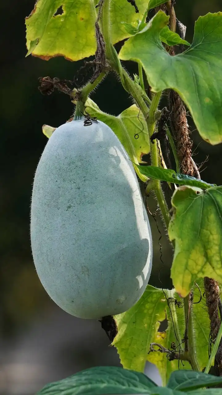 Amazing Health Benefits of Ash Gourd Juice