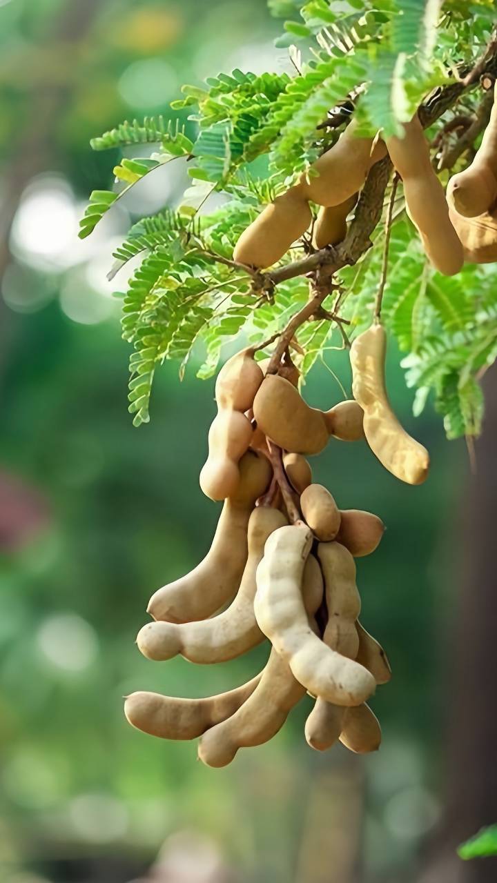 Amazing Benefits of Tamarind (Imli)