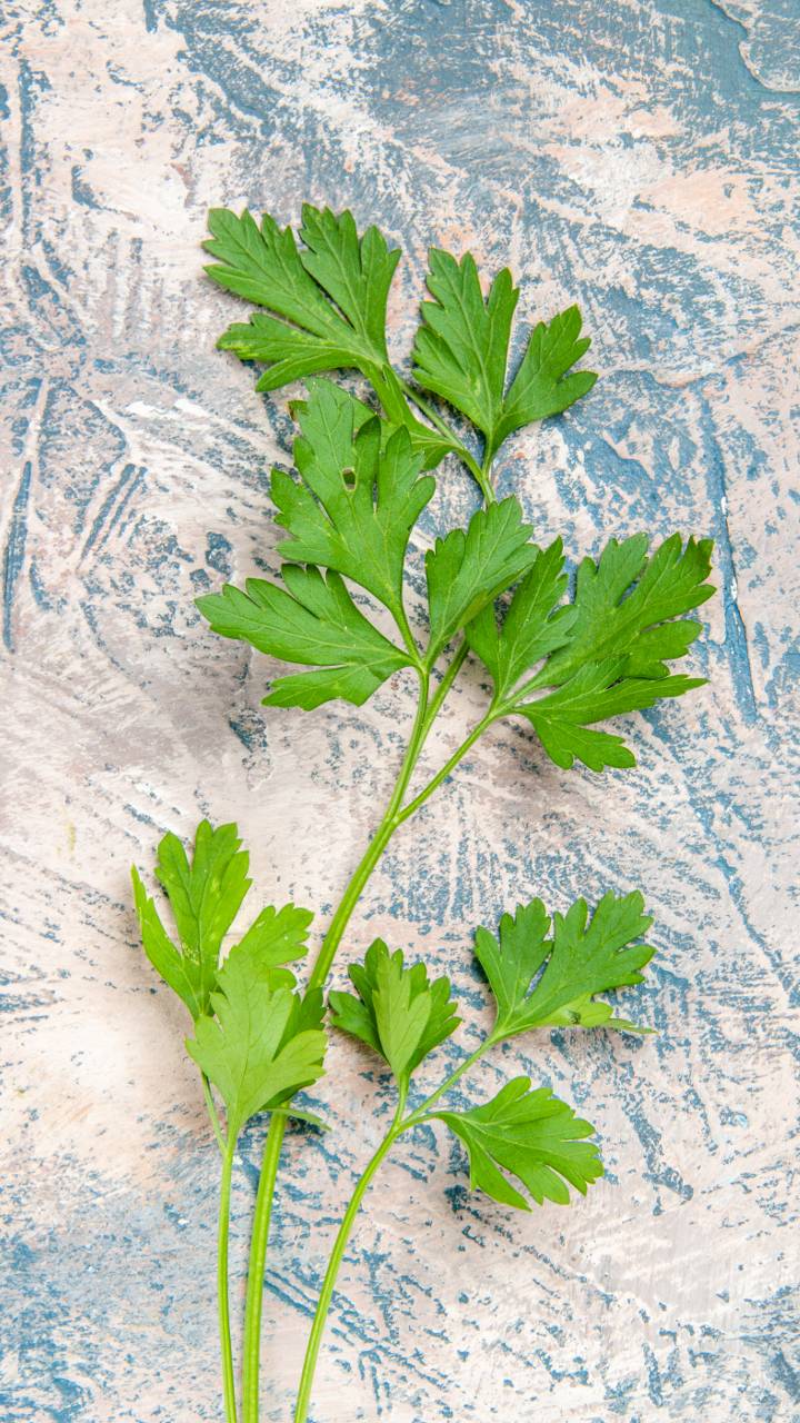 Amazing Health Benefits of Corainder Leaves