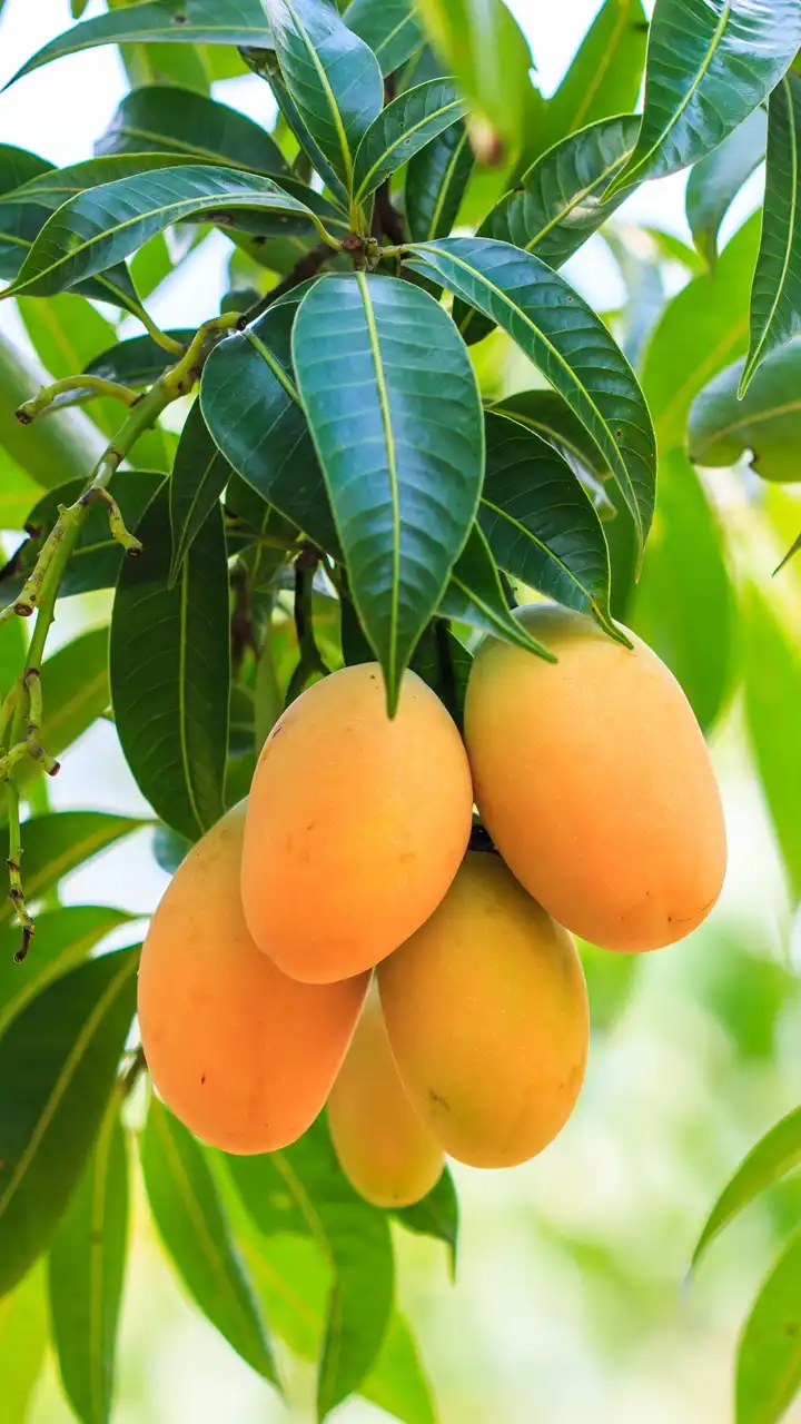 Unknown Benefits of Mango Leaves