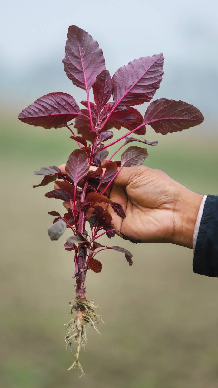 Amazing Health Benefits of Amaranth Leaves