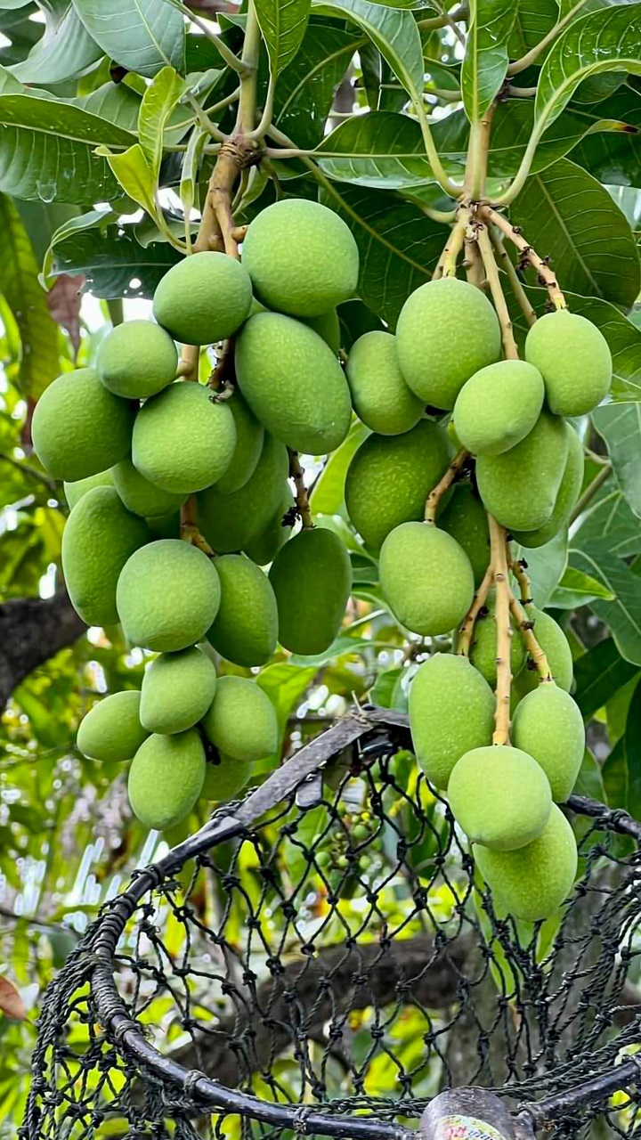 Amazing Health Benefits of Raw Mango