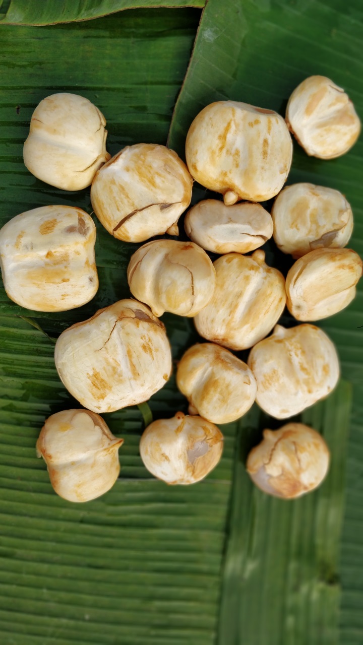 Amazing Health Benefits of Ice Apples